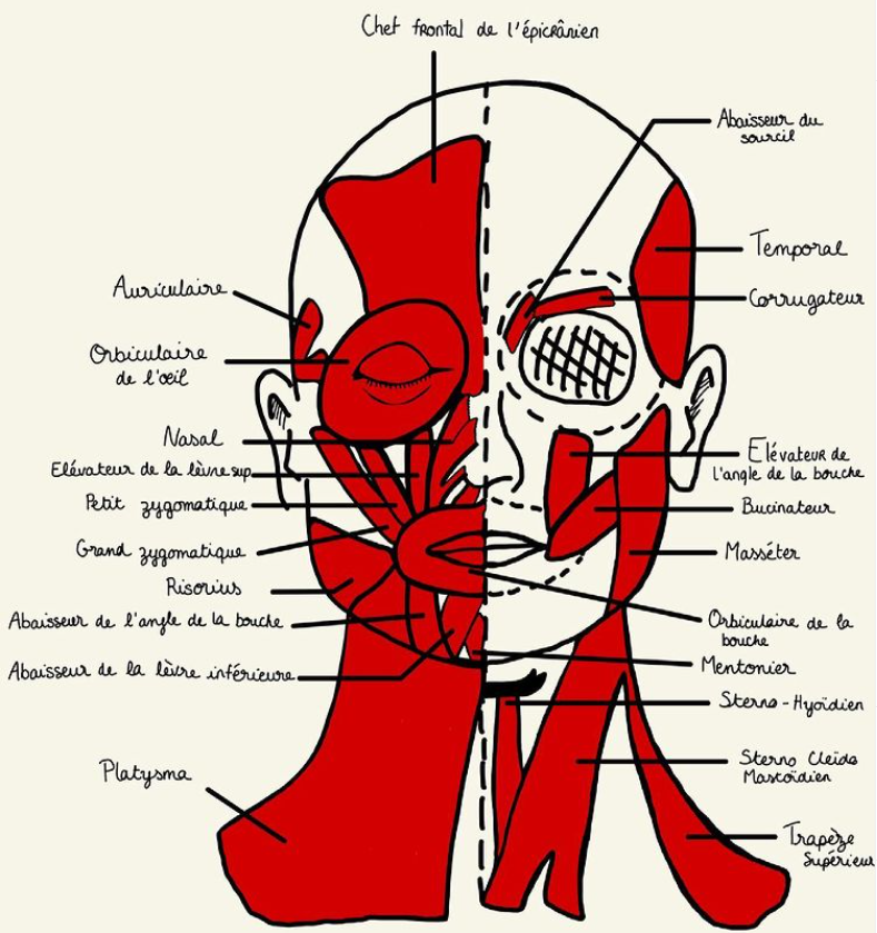 Anatomie de la face – Fiches étudiants