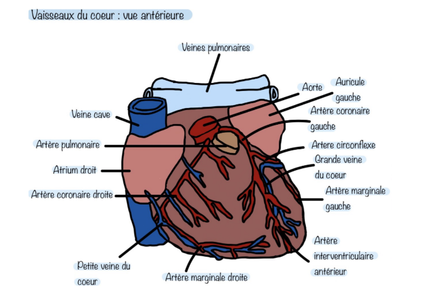 Vascularisation du cœur et l’aorte – Fiches étudiants