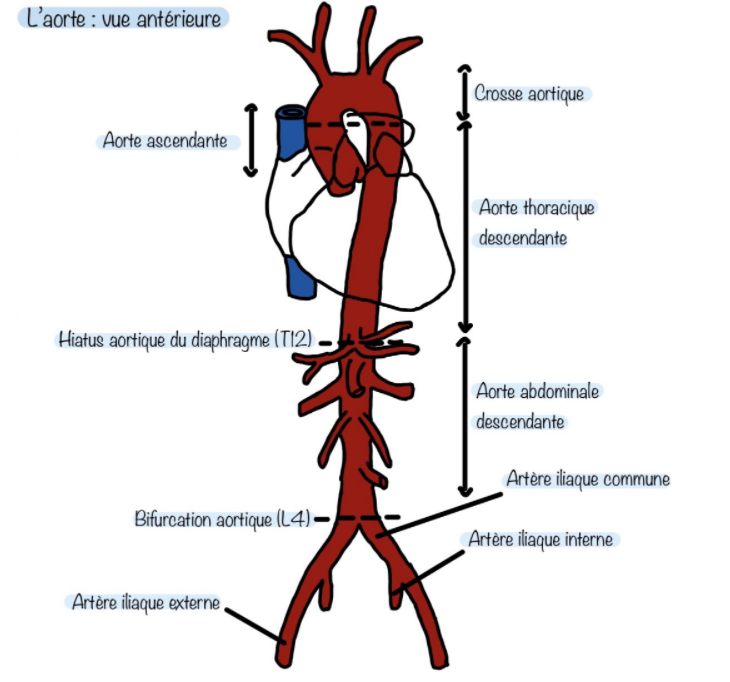 Vascularisation du cœur et l’aorte – Fiches étudiants