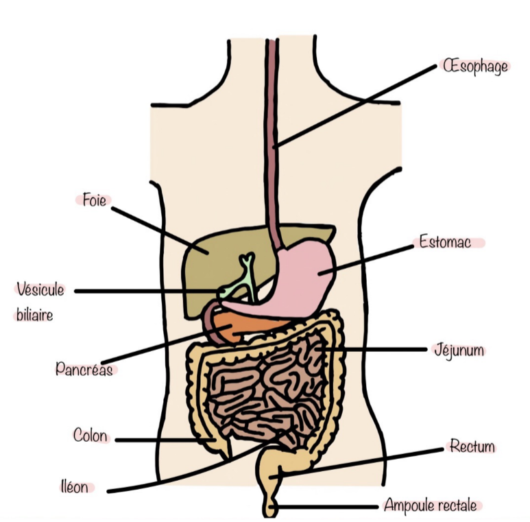 Le système digestif – Fiches étudiants