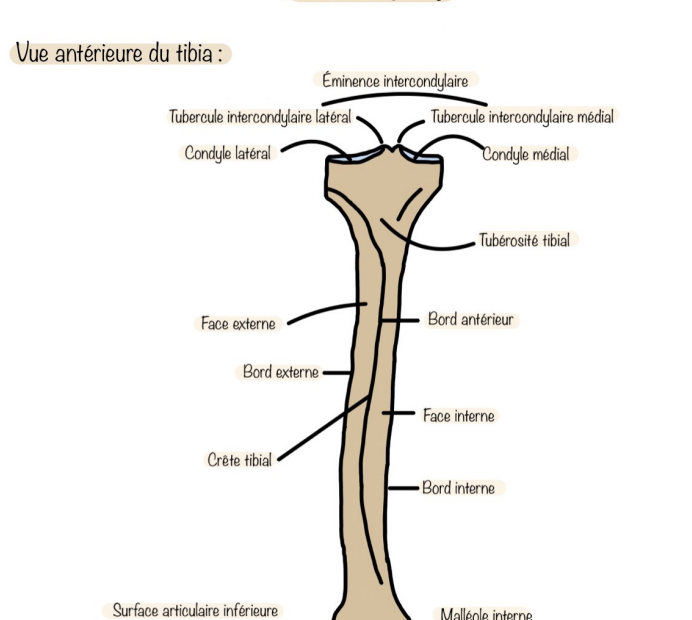 Anatomie – Fiches étudiants