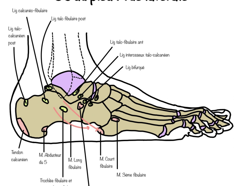 Anatomie – Fiches étudiants